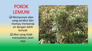 Final projek pokok berkhasiat | PPTX