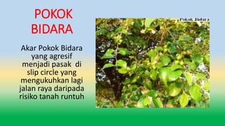 Final projek pokok berkhasiat | PPTX