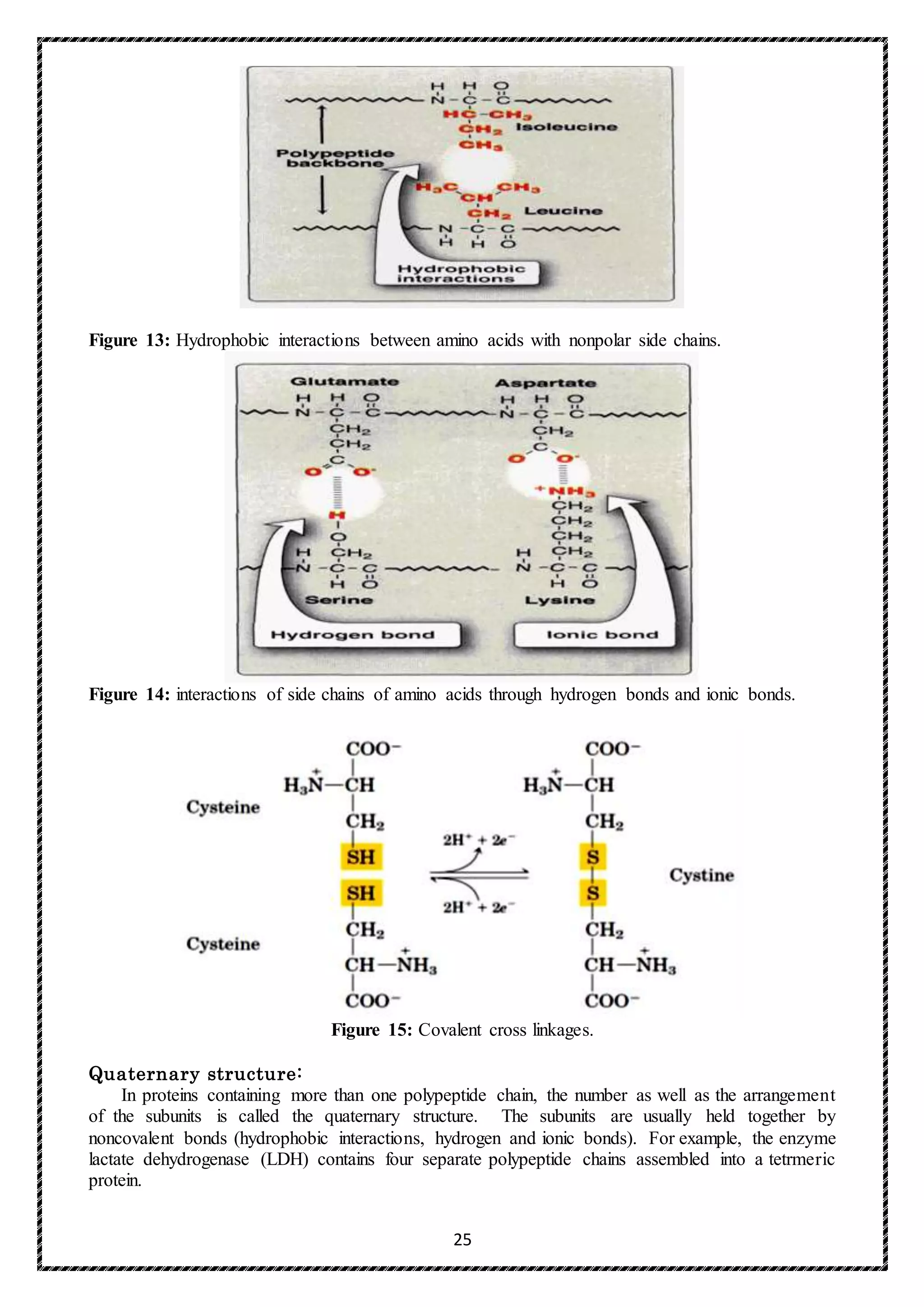 protein chemistry | PDF