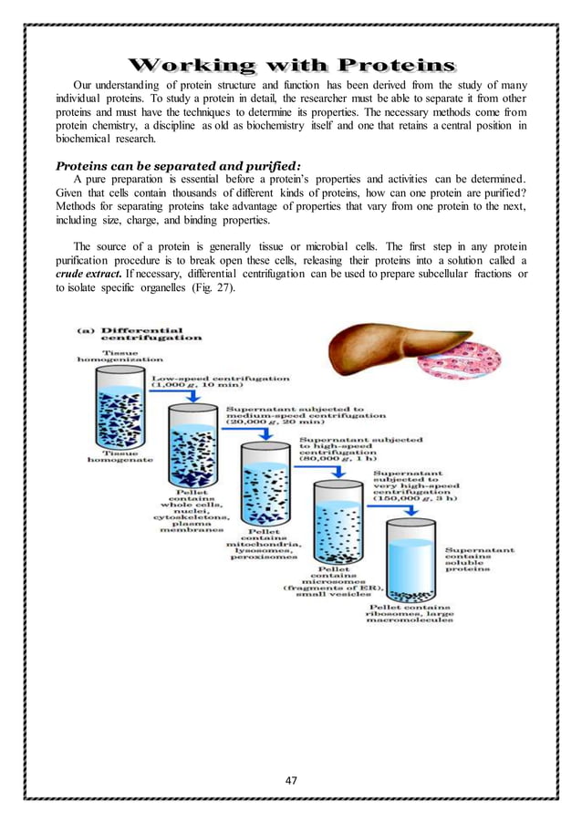 protein chemistry | PDF