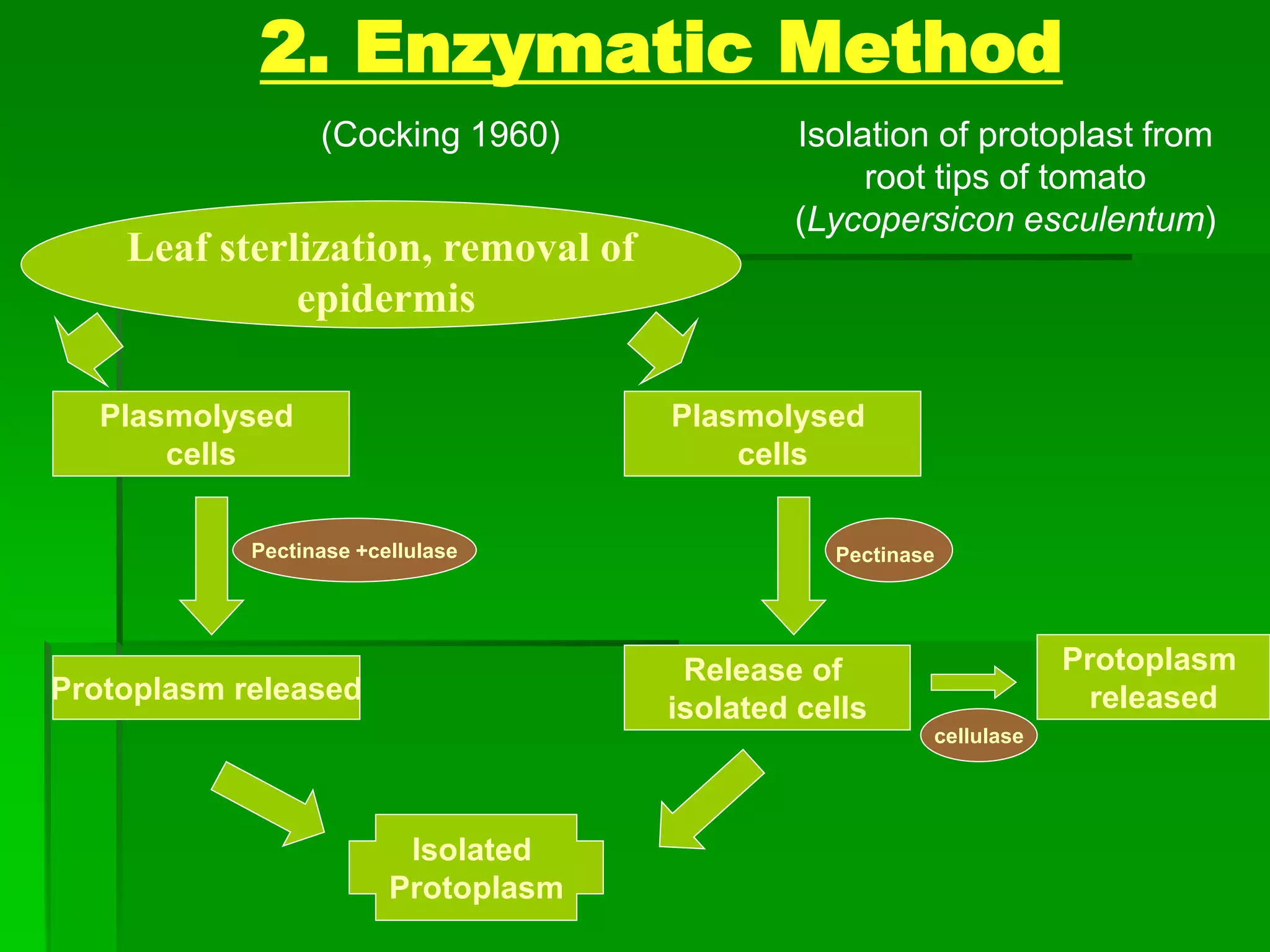 Protoplast culture | PPTX