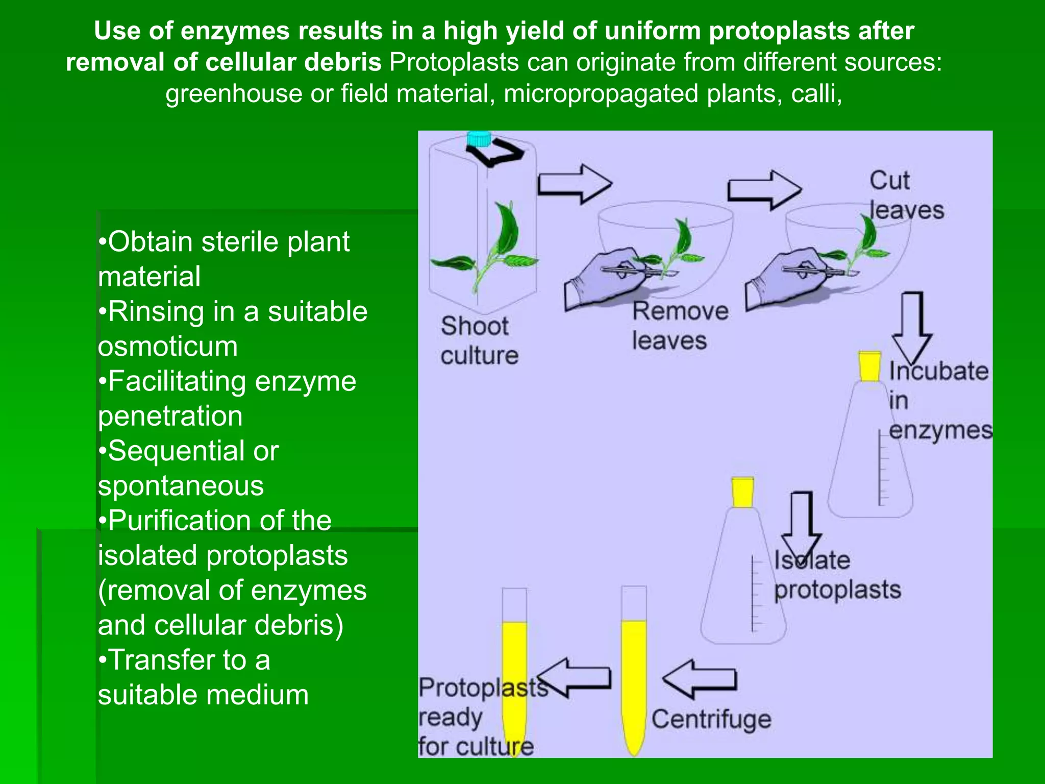 Protoplast culture | PPTX