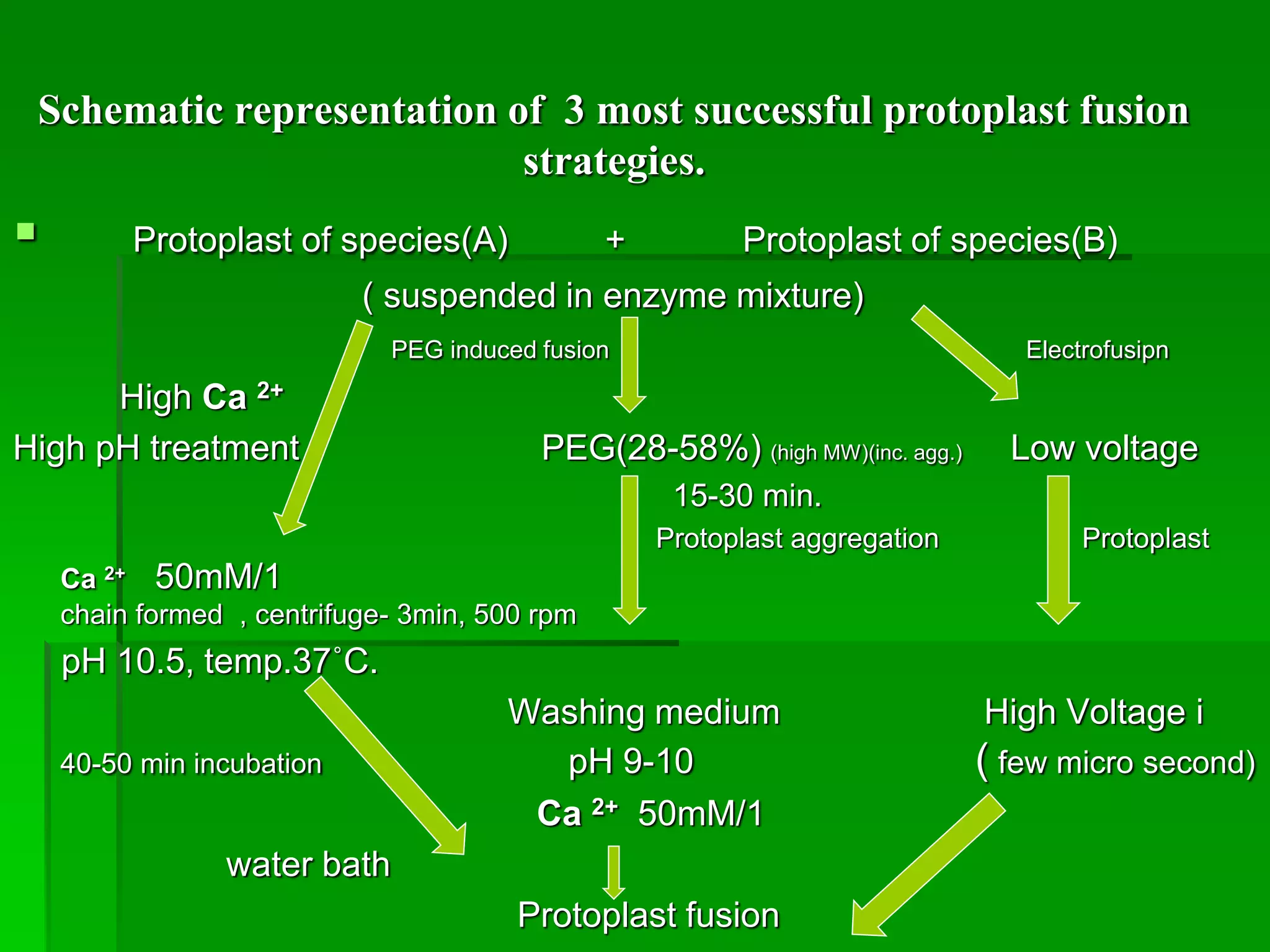 Protoplast culture | PPTX