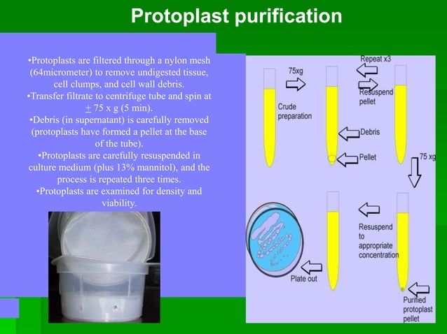 Protoplast culture | PPTX | Biological Sciences | Science