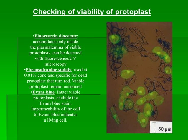 Protoplast culture | PPTX | Biological Sciences | Science