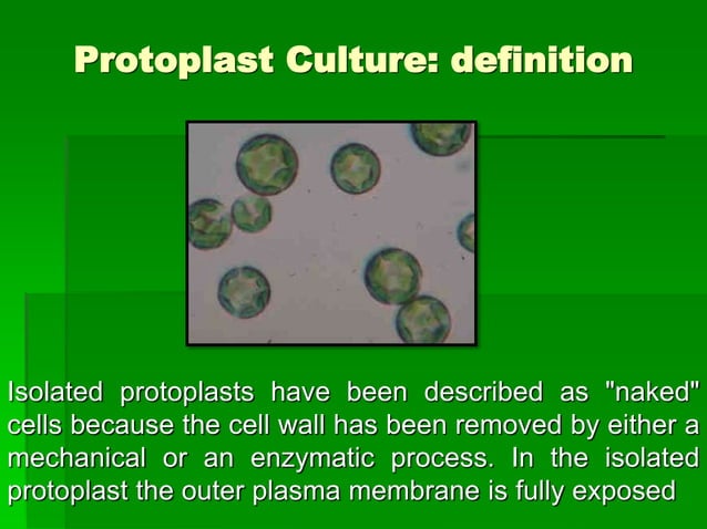 Protoplast culture | PPTX | Biological Sciences | Science
