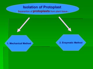 Protoplast culture | PPTX