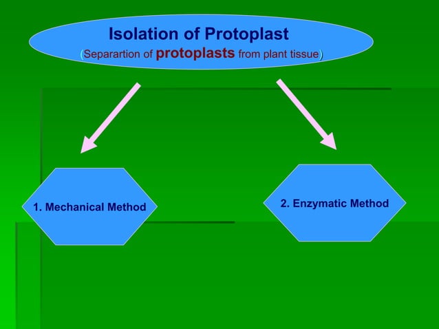 Protoplast culture | PPTX | Biological Sciences | Science
