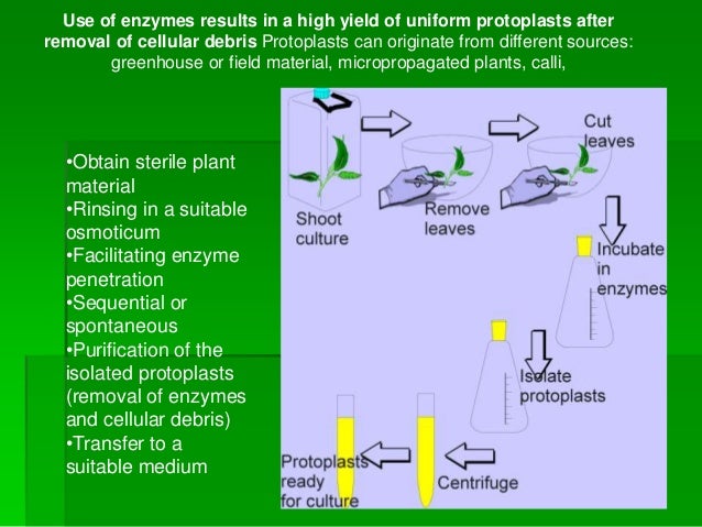 Protoplast culture