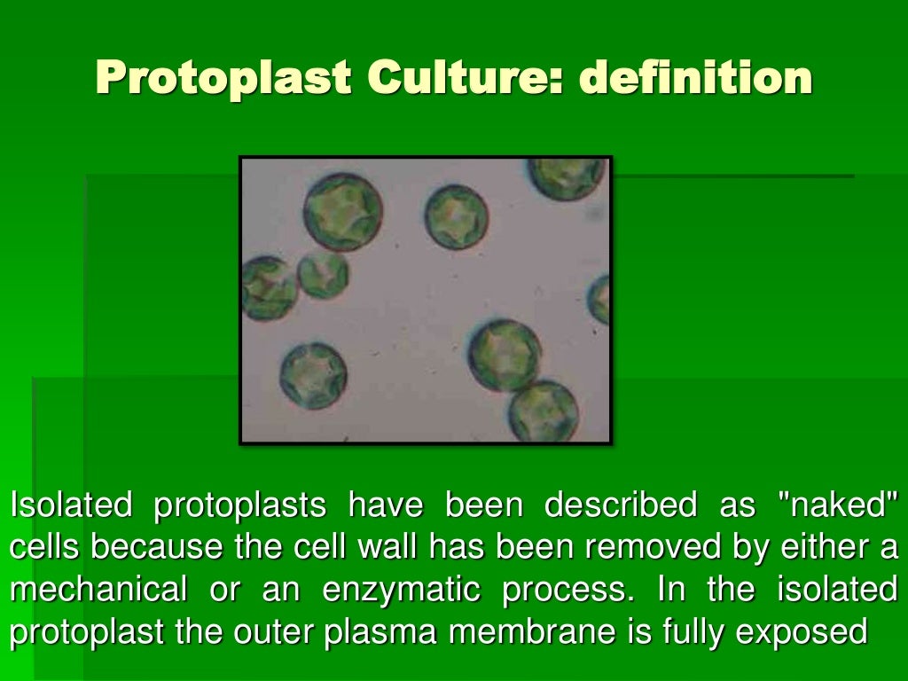 Protoplast culture
