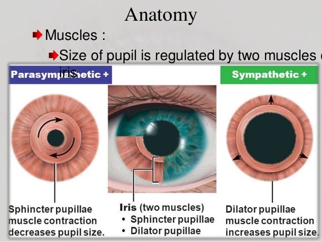 PUPIL - ANATOMY, PHYSIOLOGY AND REFLEXES