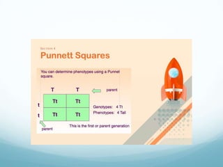 Final Reflection Brissey | PPT