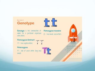 Final Reflection Brissey | PPT