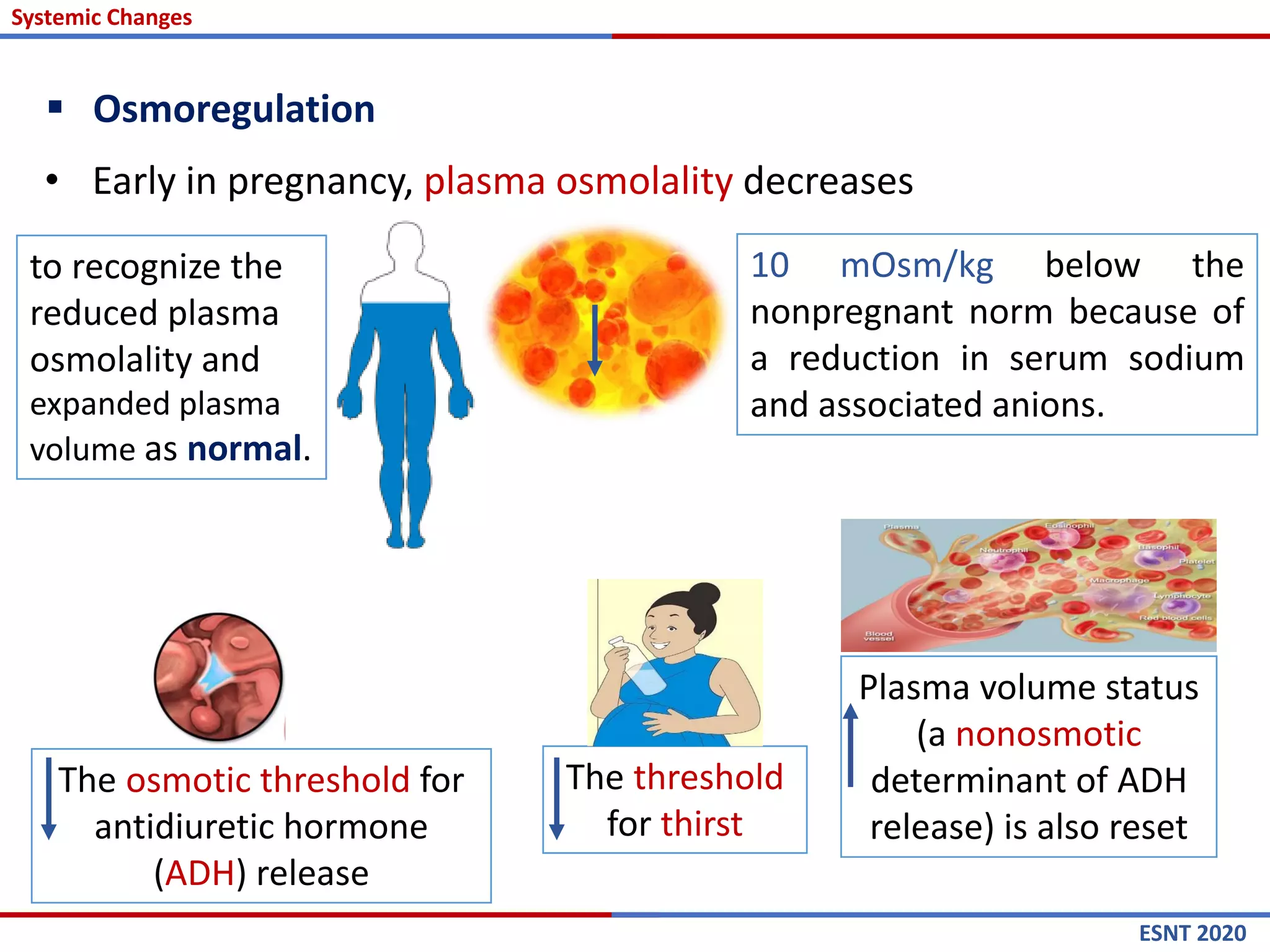 Renal Changes during Pregnancy | PDF