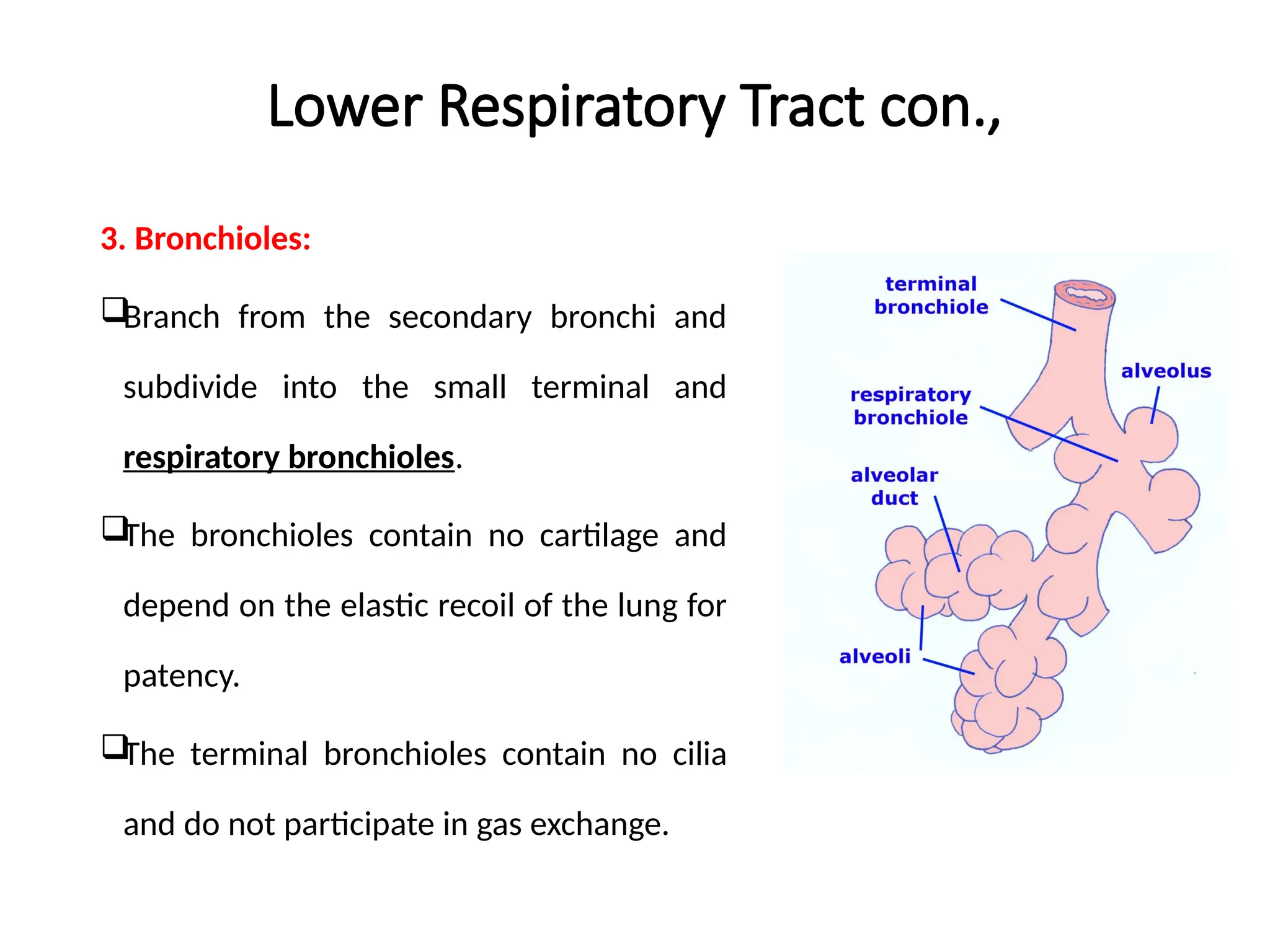 FINAL RESPIRATORY SYSTEM healthe care .pptx