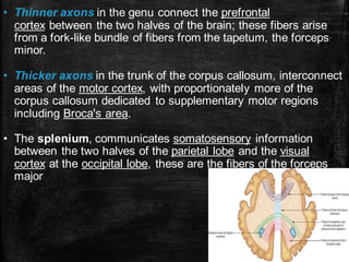 CORPUS CALLOSUM (Final Review Project) | PPT