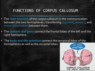 CORPUS CALLOSUM (Final Review Project) | PPT