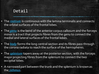 CORPUS CALLOSUM (Final Review Project) | PPT