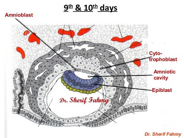 Revision on General Embryology 2