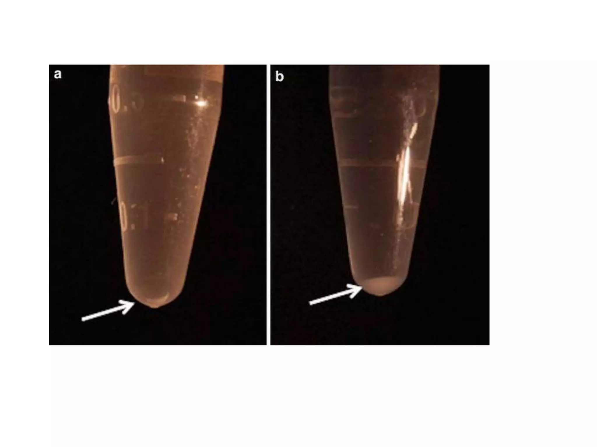 RNA isolation methods | PPTX | Chemistry | Science