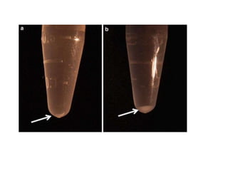 RNA isolation methods | PPTX