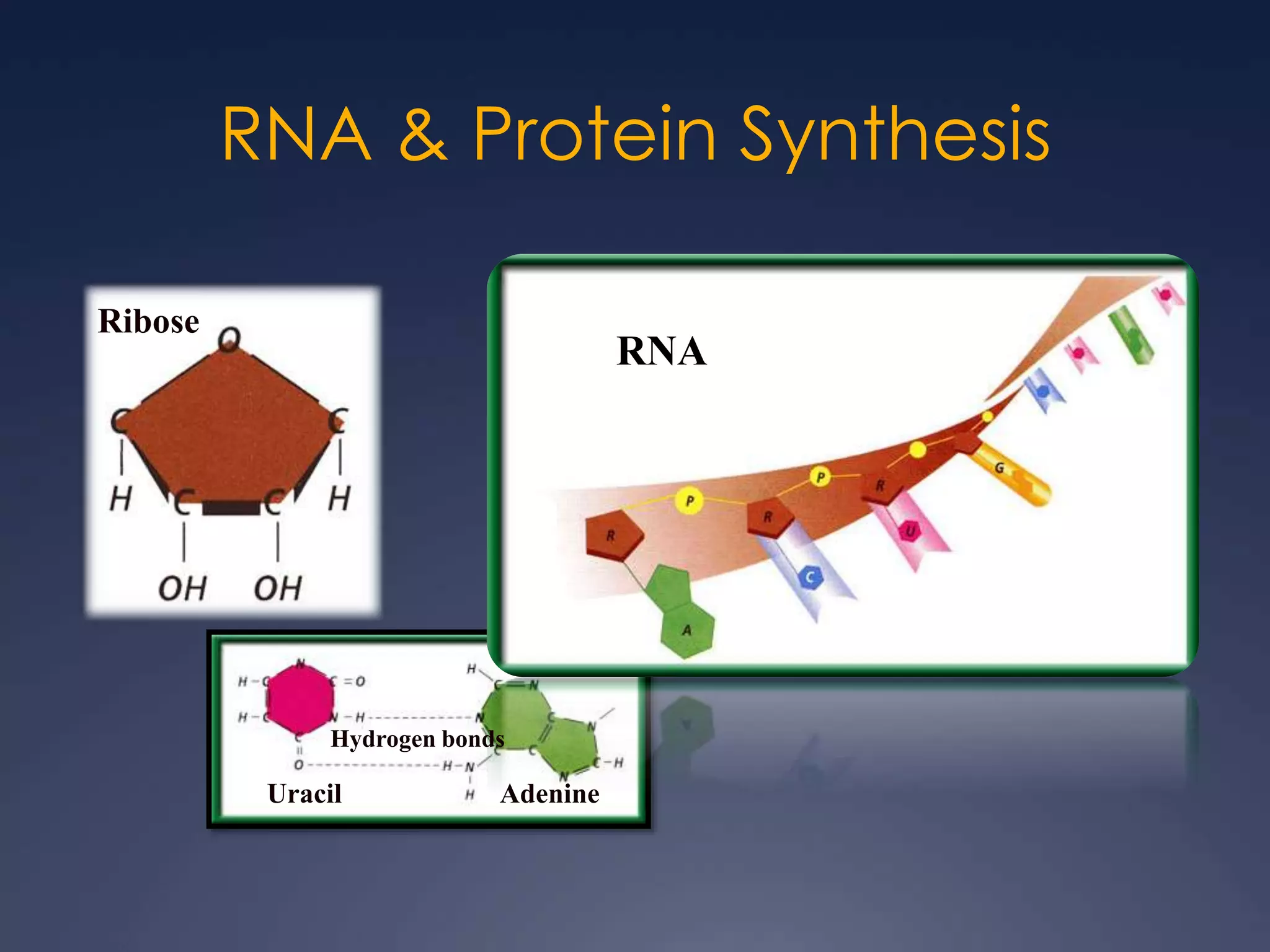 RNA and Protein Synthesis | PPT | Programming Languages | Computing