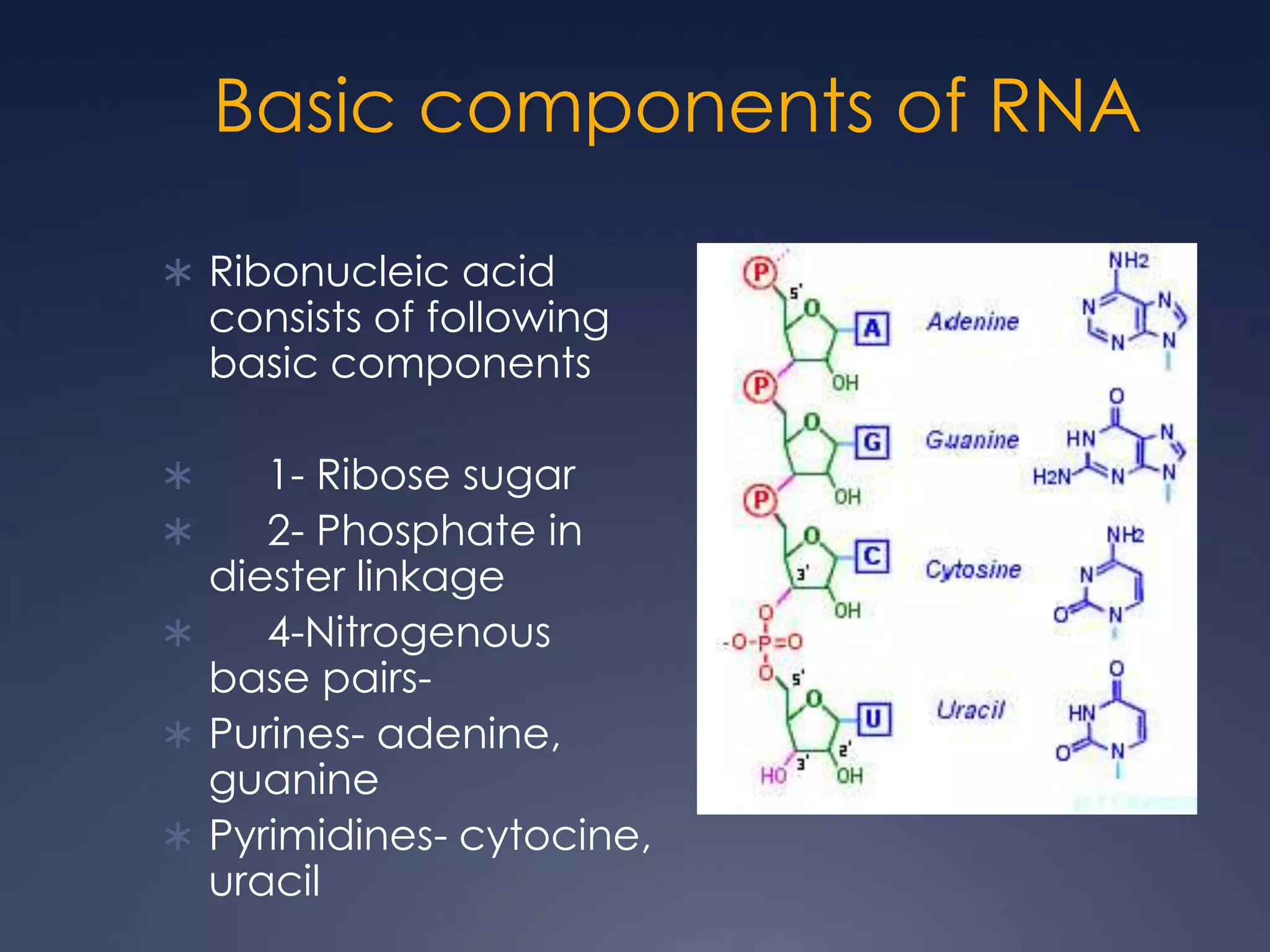 RNA and Protein Synthesis | PPT | Programming Languages | Computing