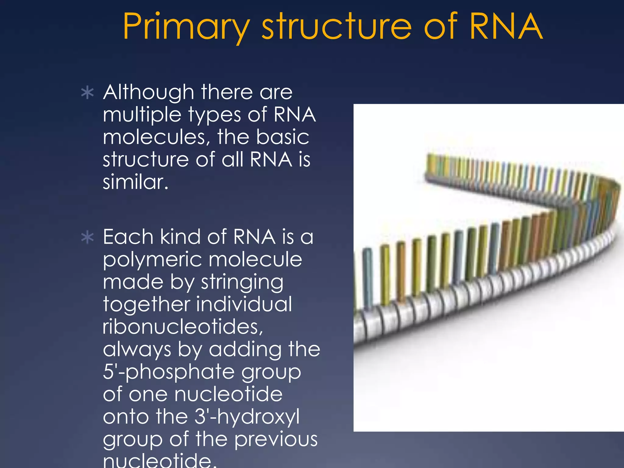 RNA and Protein Synthesis | PPT | Programming Languages | Computing