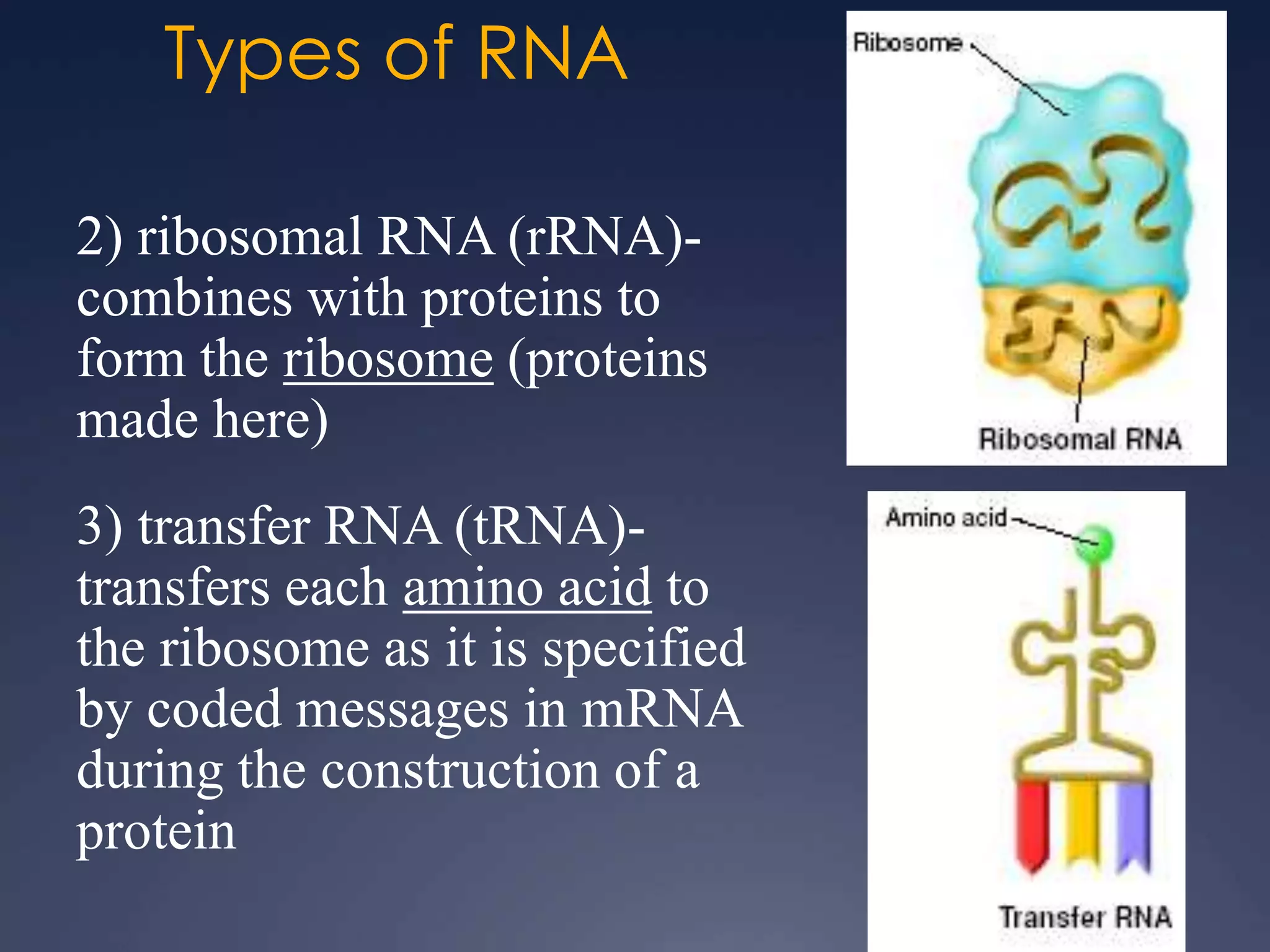 RNA and Protein Synthesis | PPT | Programming Languages | Computing