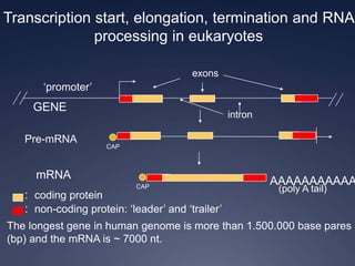 Protein Synthesis Rna Processing