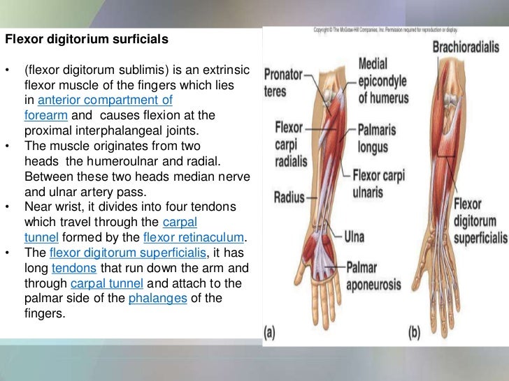 Flexor Digitorum Superficialis Tendon