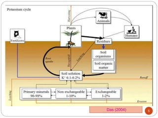 Potassium Cycle