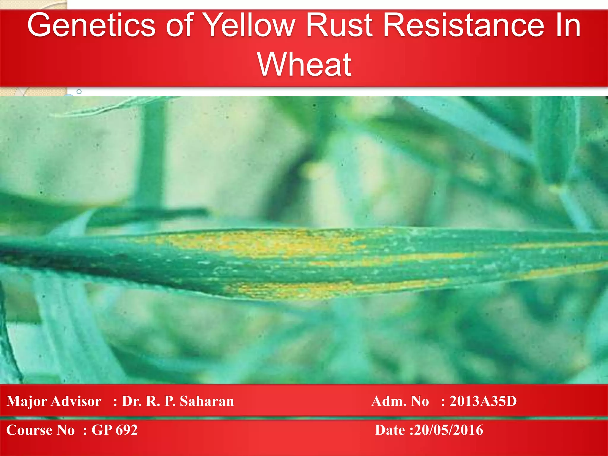 Genetics of Yellow Rust Resistance in Wheat | PPT