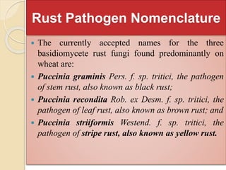 Genetics of Yellow Rust Resistance in Wheat | PPT