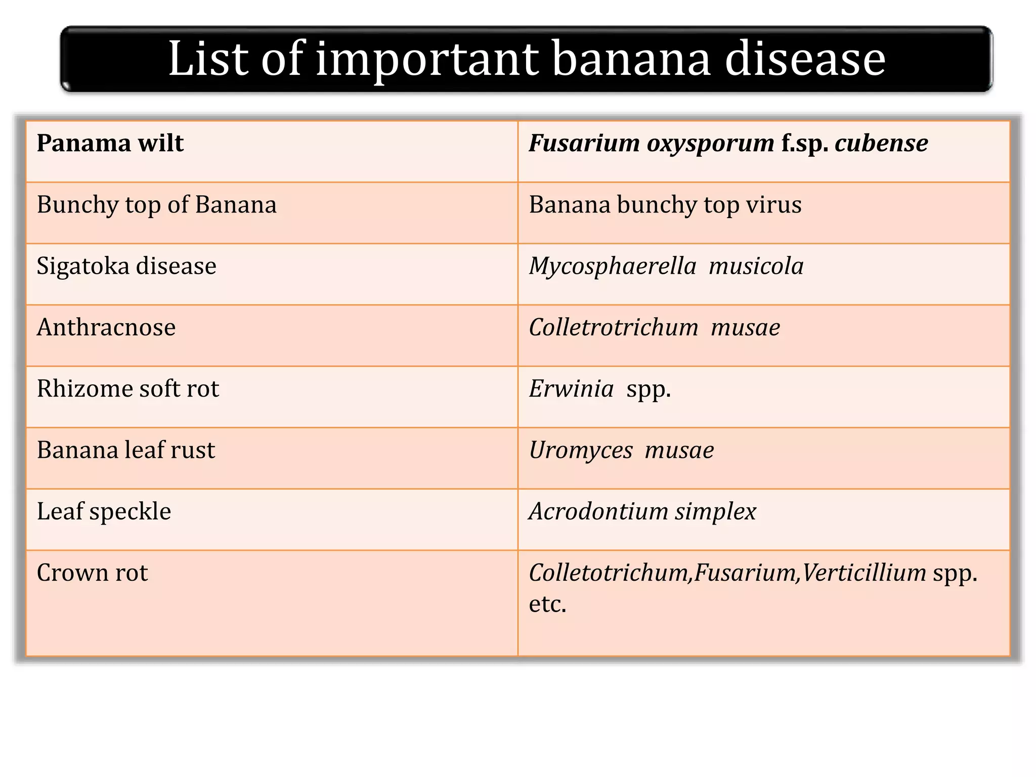 Panama wilt of banana | PPTX