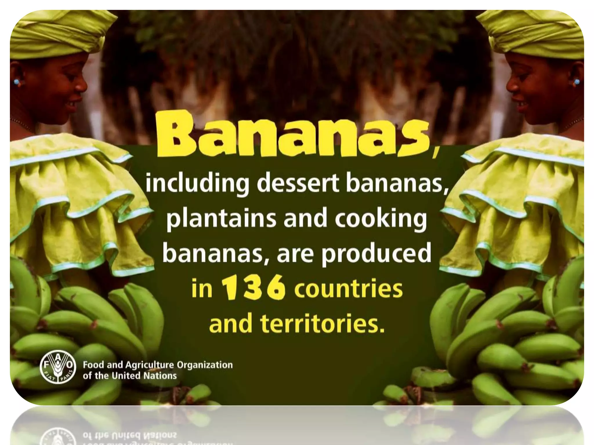 Panama wilt of banana | PPTX