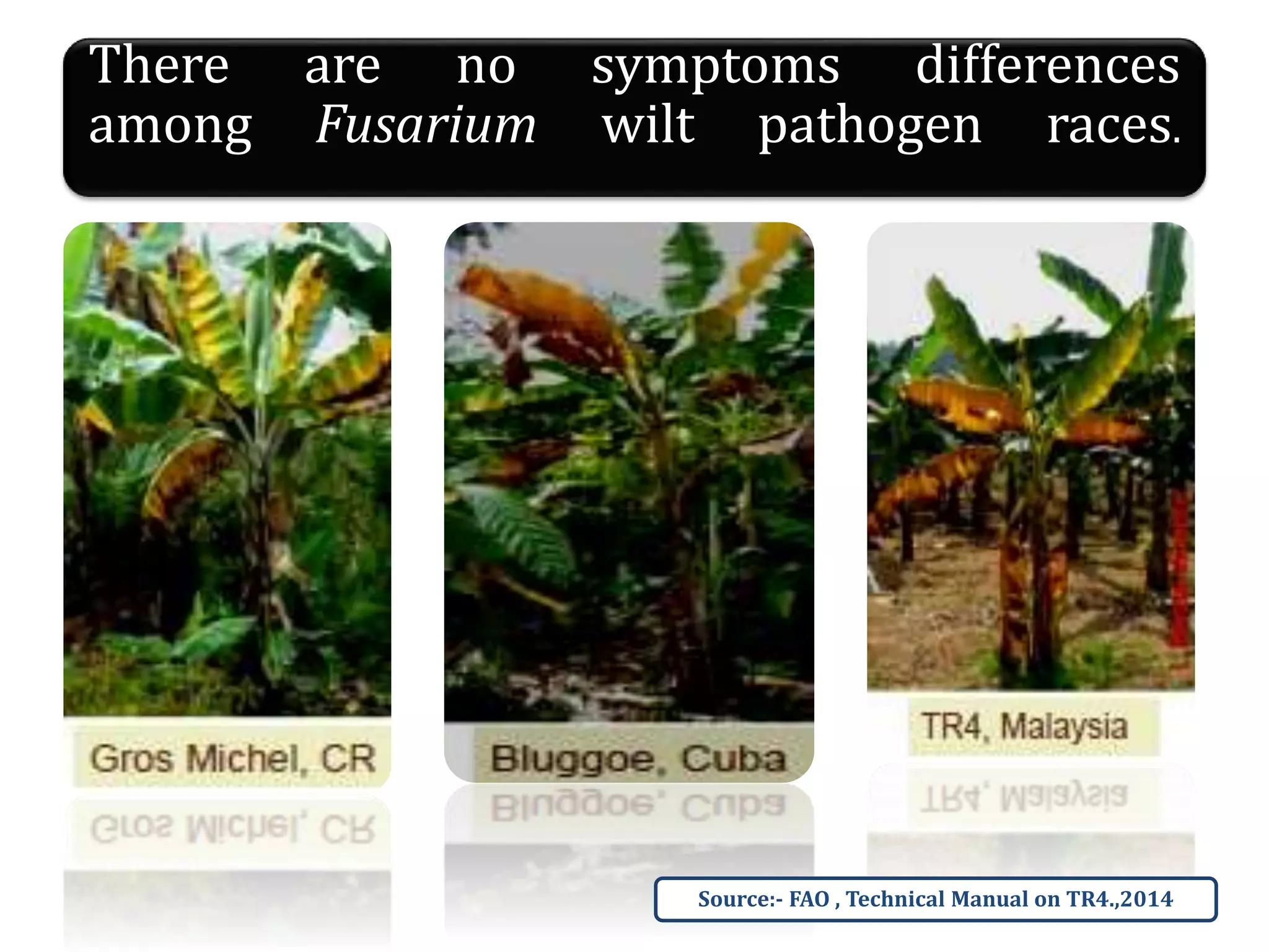 Panama wilt of banana | PPTX