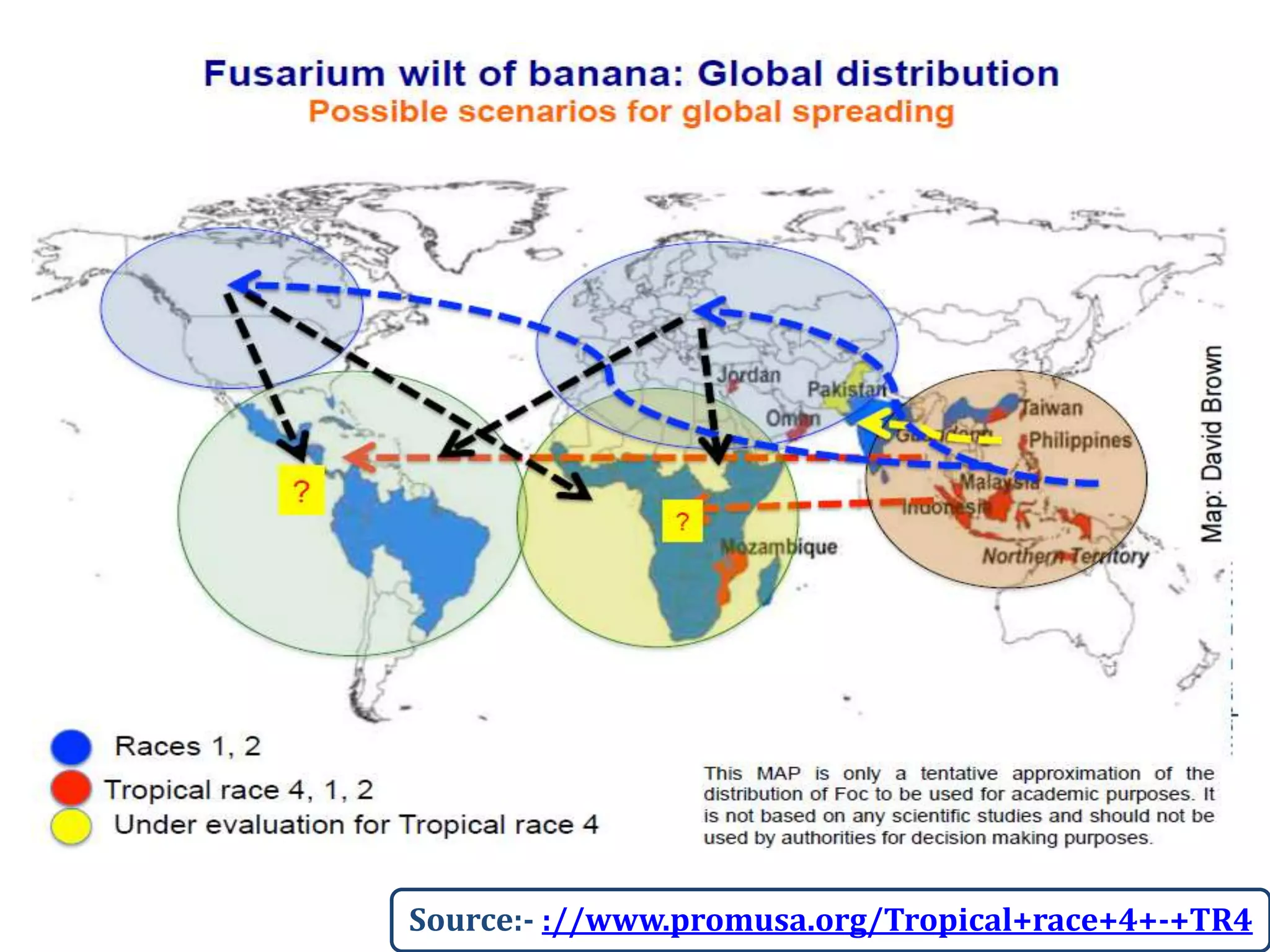 Panama wilt of banana | PPTX