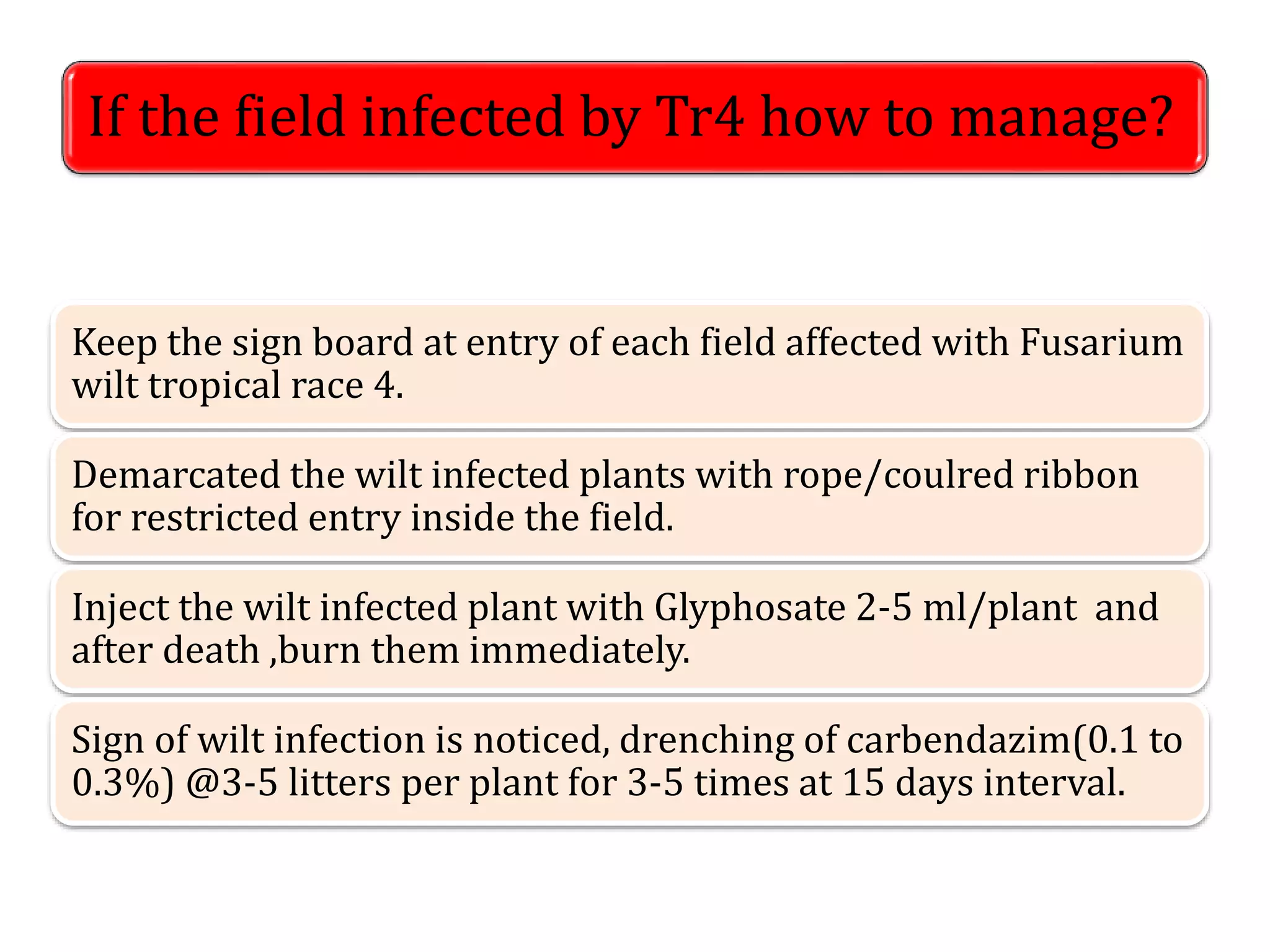Panama wilt of banana | PPTX