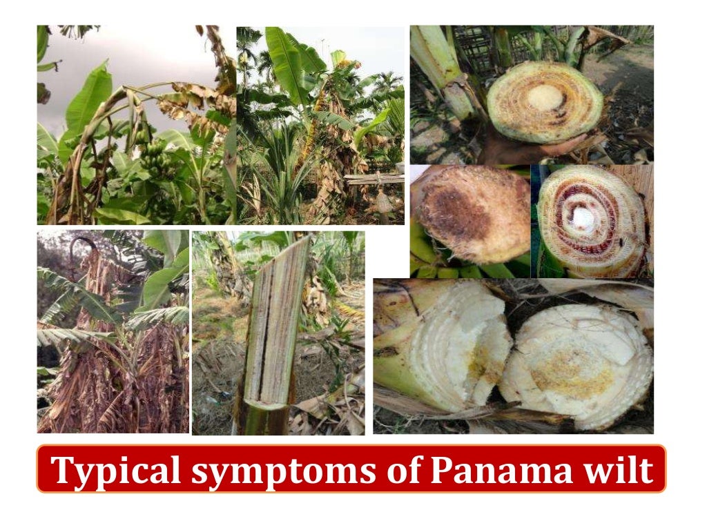 Panama wilt of banana