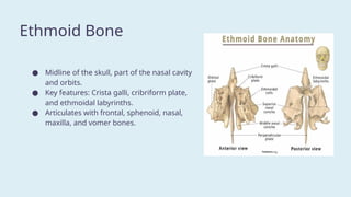 skull,neurocranium,viserocranium,frontal bone parietal bone,temporal ...