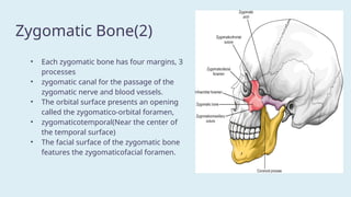 skull,neurocranium,viserocranium,frontal bone parietal bone,temporal ...