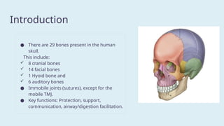 skull,neurocranium,viserocranium,frontal bone parietal bone,temporal ...