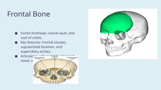 skull,neurocranium,viserocranium,frontal bone parietal bone,temporal ...