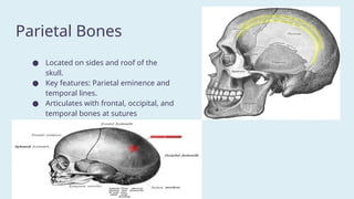 skull,neurocranium,viserocranium,frontal bone parietal bone,temporal ...