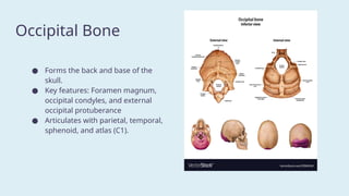skull,neurocranium,viserocranium,frontal bone parietal bone,temporal ...