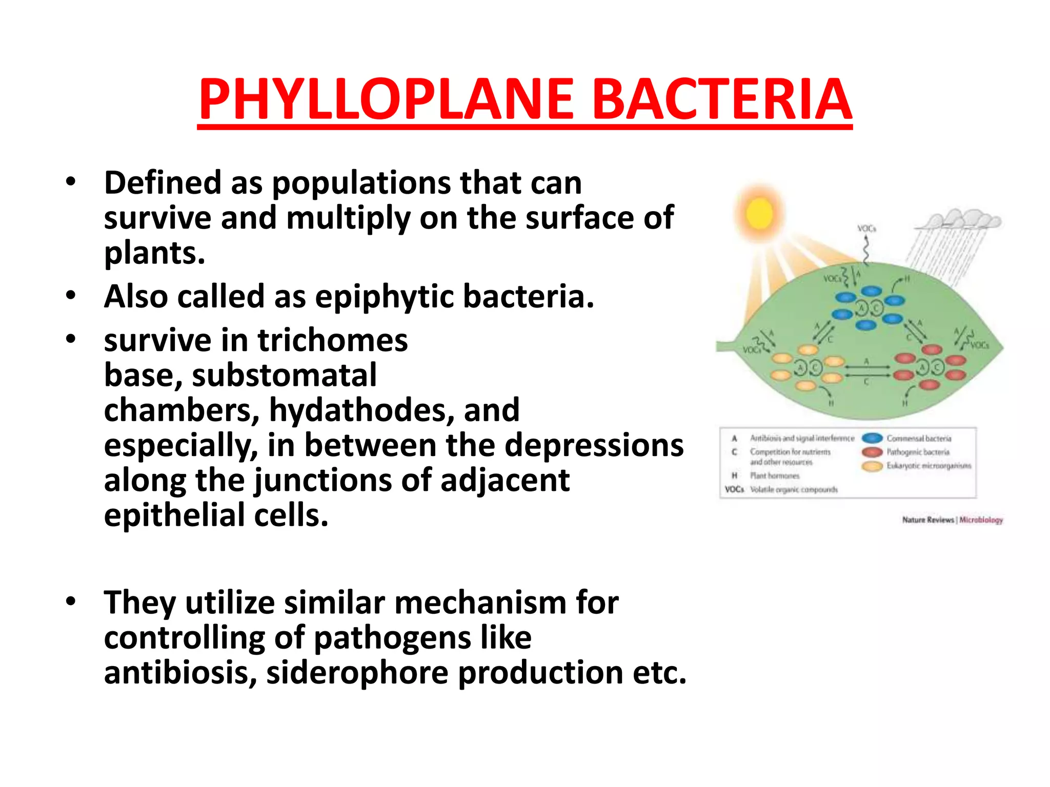 PGPR in plant disease management | PPTX