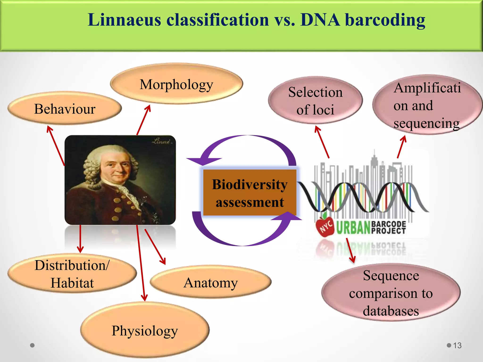 DNA Barcoding and its application in species identification | PPTX