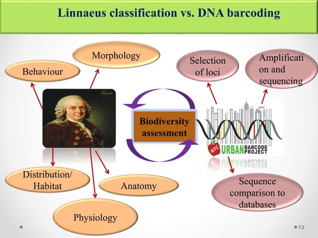 DNA Barcoding and its application in species identification | PPTX | Biological Sciences | Science
