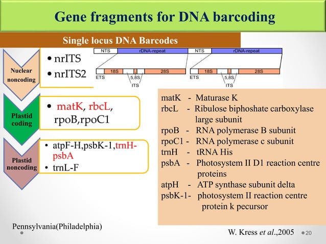 DNA Barcoding and its application in species identification | PPTX | Biological Sciences | Science